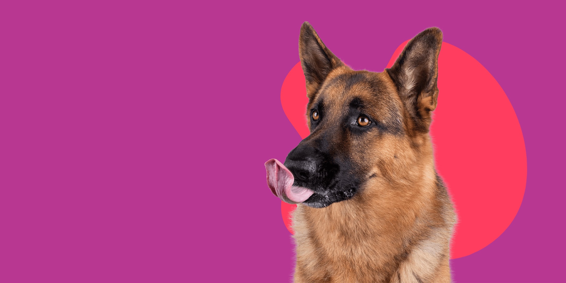 Liq Dog Treats | Magnetize Agency